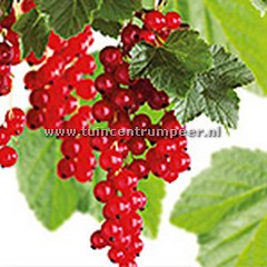 Aalbes Rode bes ribes rubrum Rovada - Tuincentrum Peer