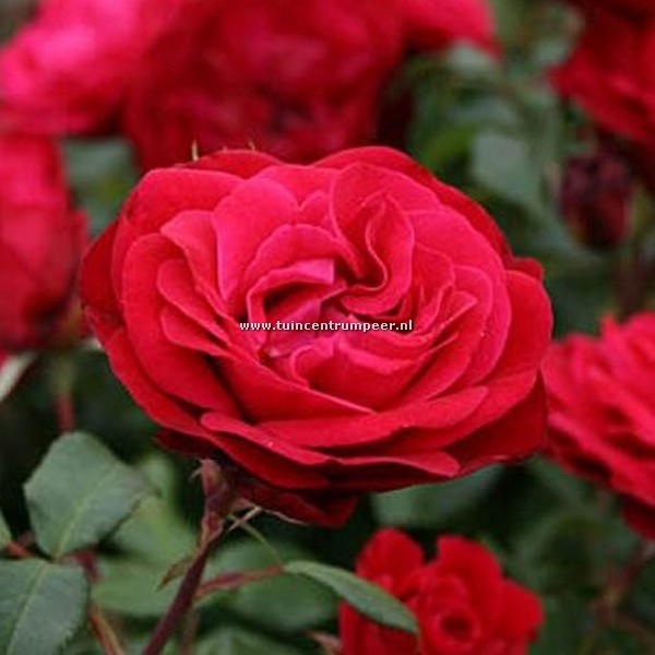 Stamroos (Rosa MEILOVE Red) - Tuincentrum Peer