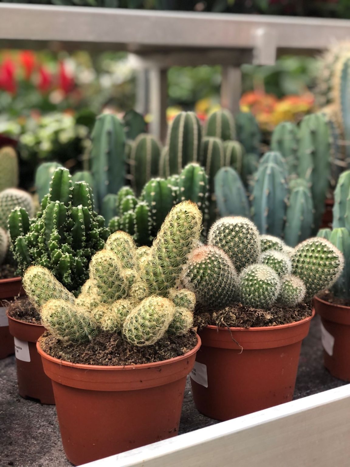 Cactaceae (Cactus) | Tuincentrum Peer