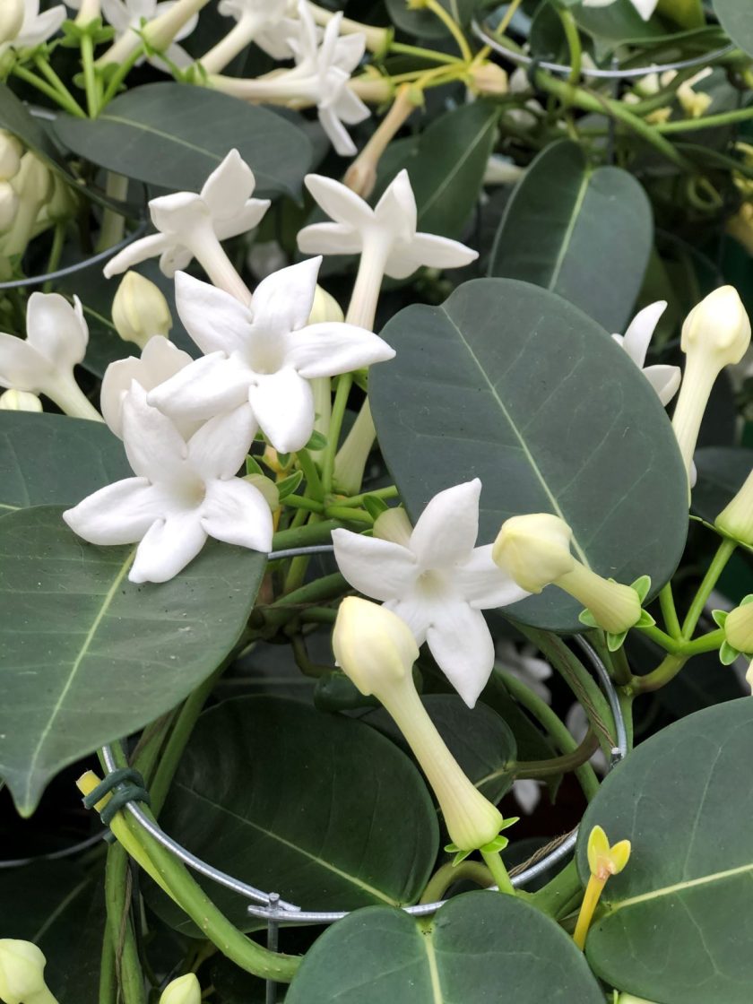 Stephanotis | Tuincentrum Per